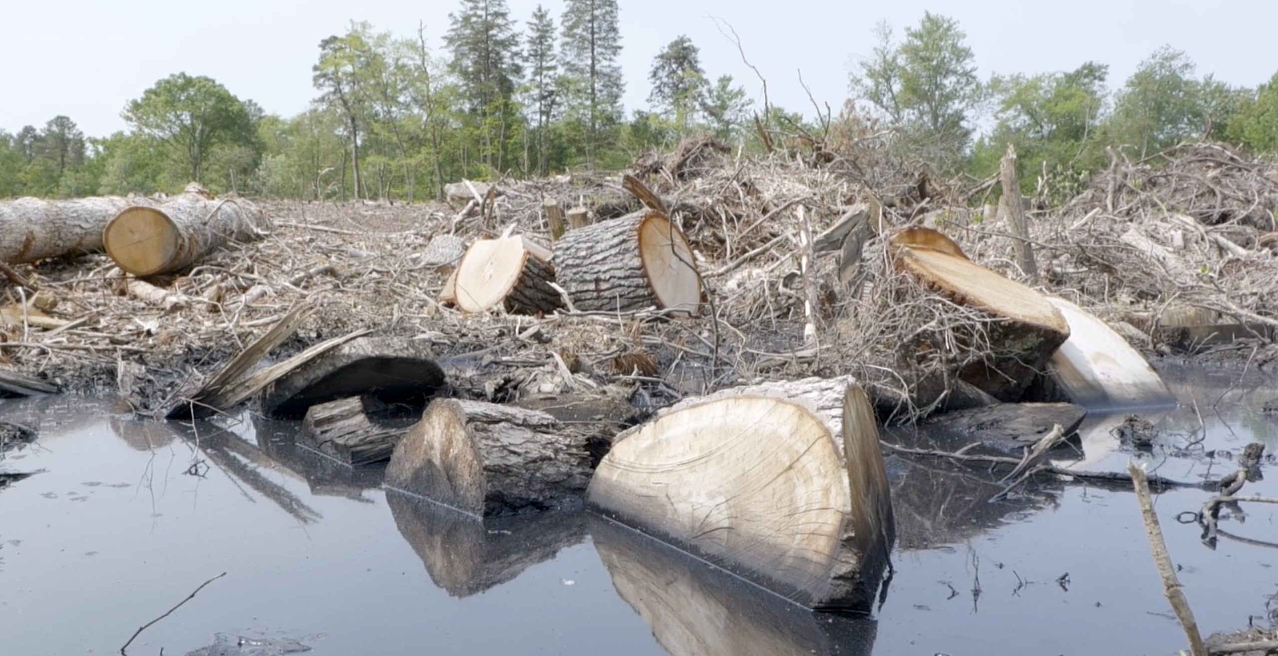 Wetland